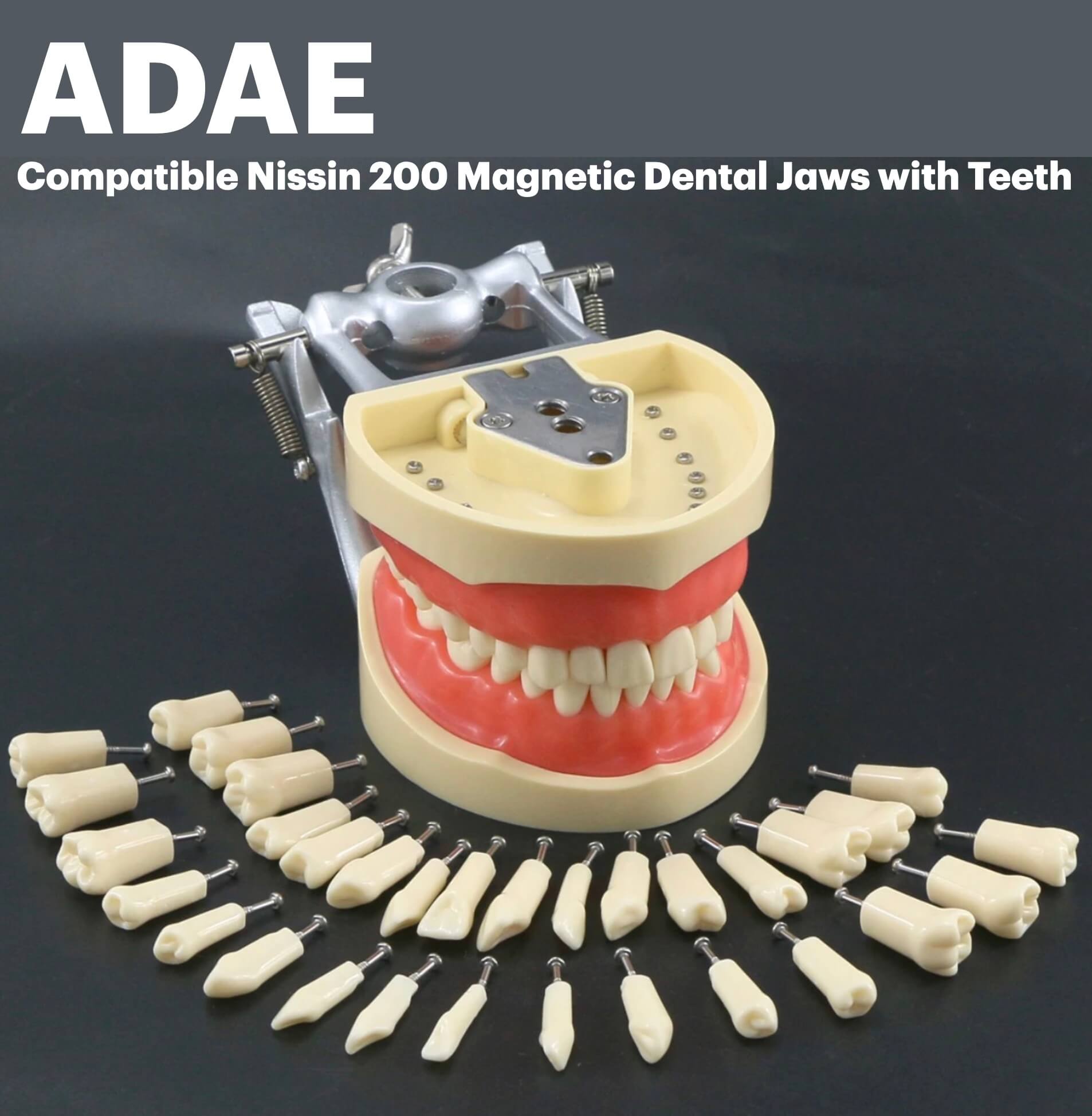 ADAE T1 dental manikin phantom head(Bench mount) – ADAE Dental Online Store