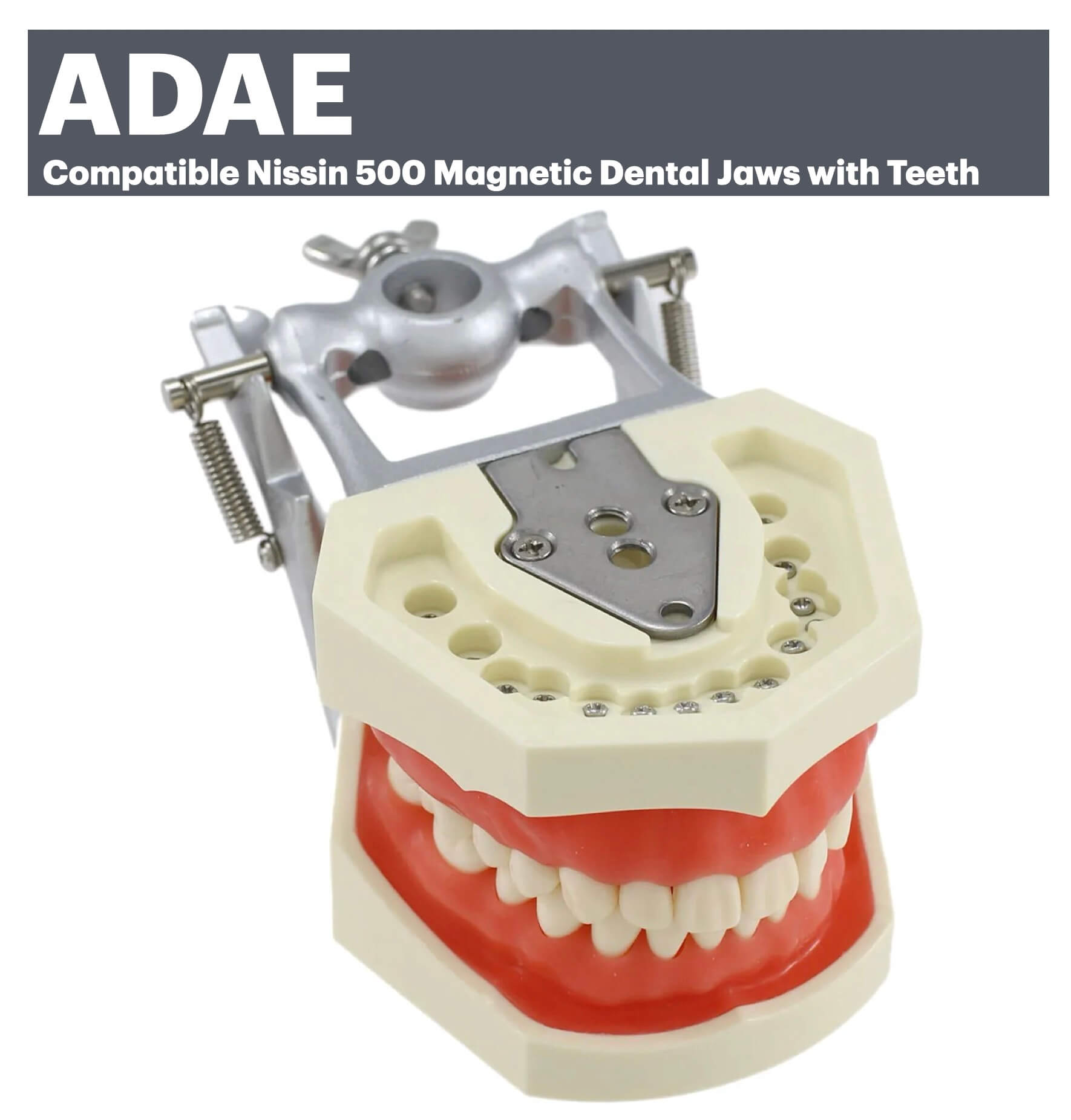 ADAE T1 dental manikin phantom head(Bench mount) – ADAE Dental Online Store