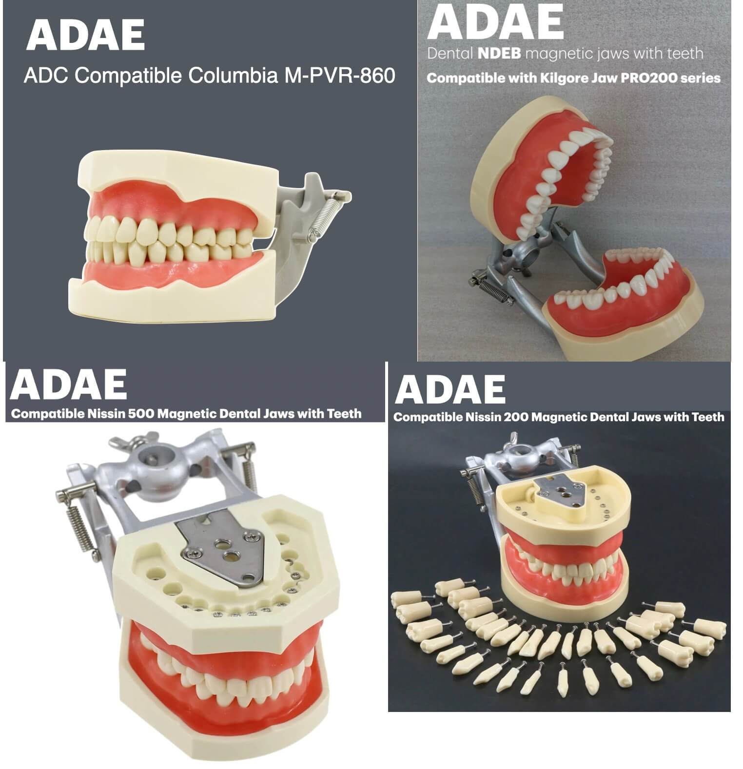 ADAE T1 dental manikin phantom head(Bench mount) – ADAE Dental Online Store