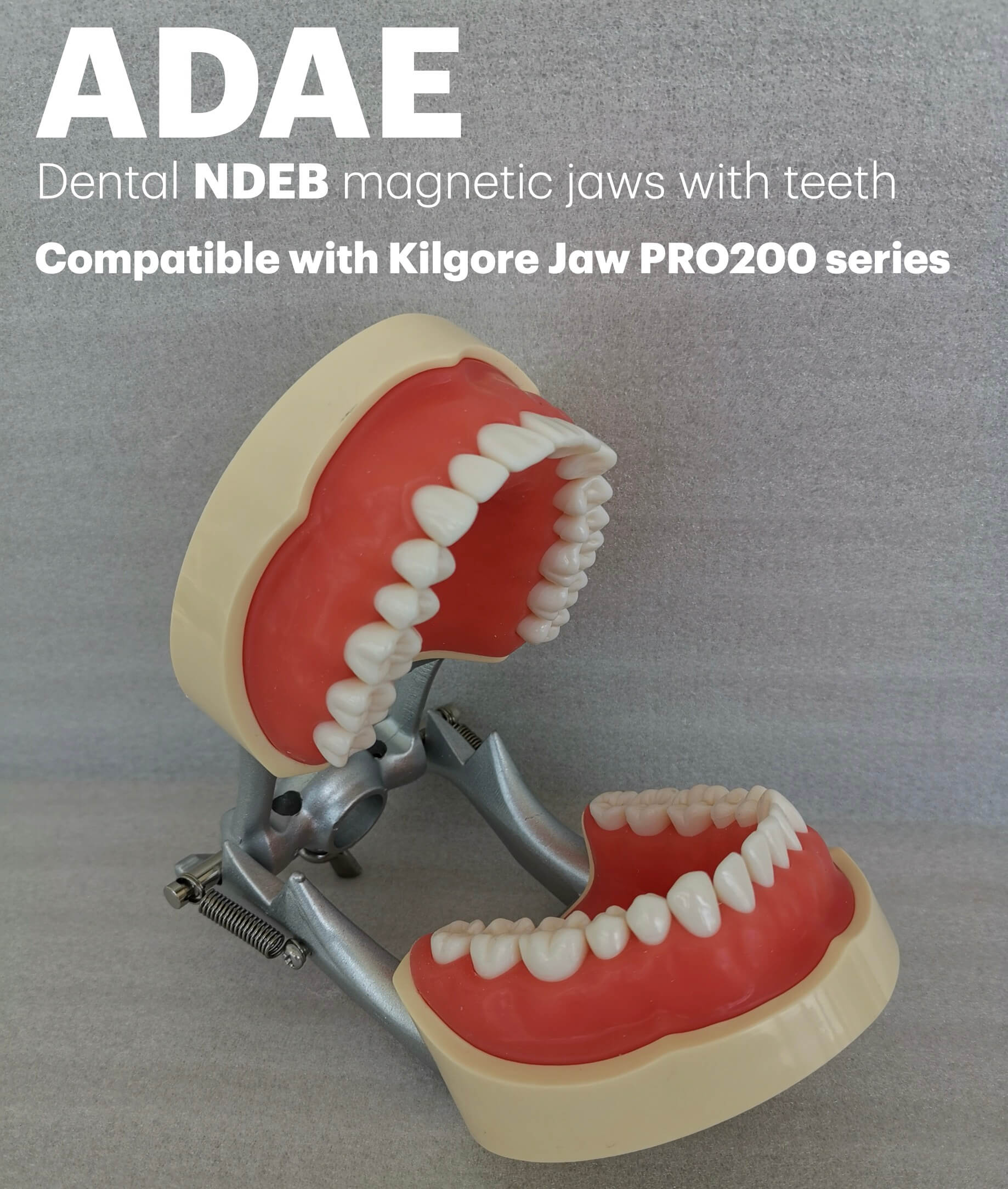 ADAE T2 Dental Phantom Head with Magnetic Jaws (Dental chair mount ...