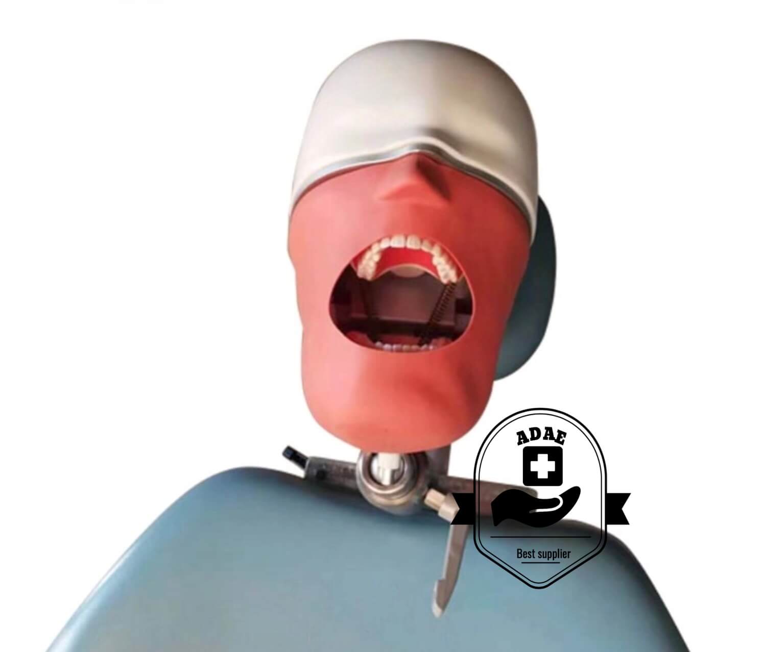 ADAE T2 Dental Phantom Head with Magnetic Jaws (Dental chair mount ...