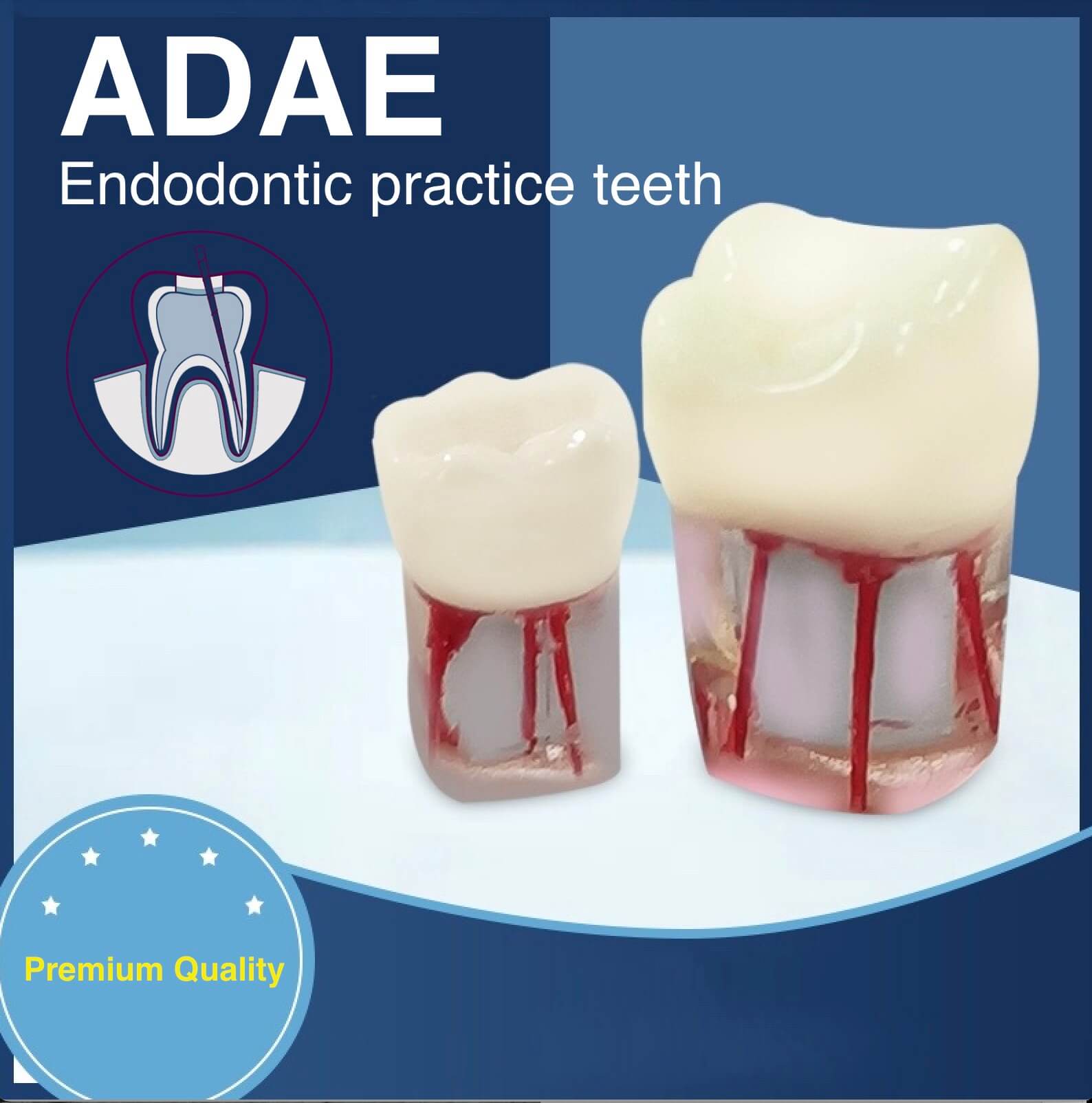 ADAE endodontic practice teeth with screws – ADAE Dental Online Store